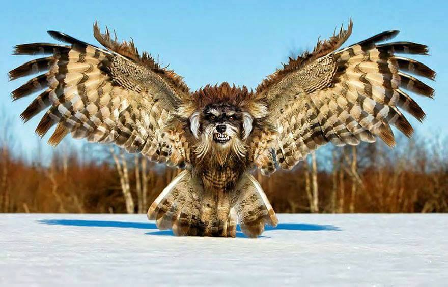 TOP 26 funny photoshopped photos of two animals combined together