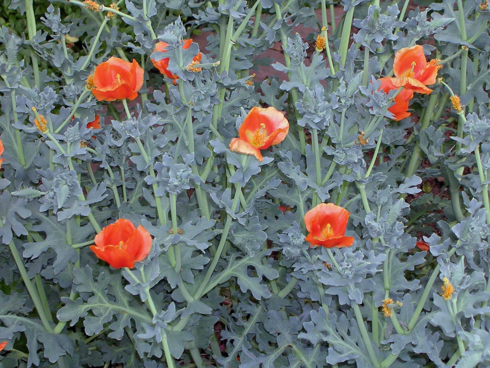 the art garden: The Most Provocative Plant...