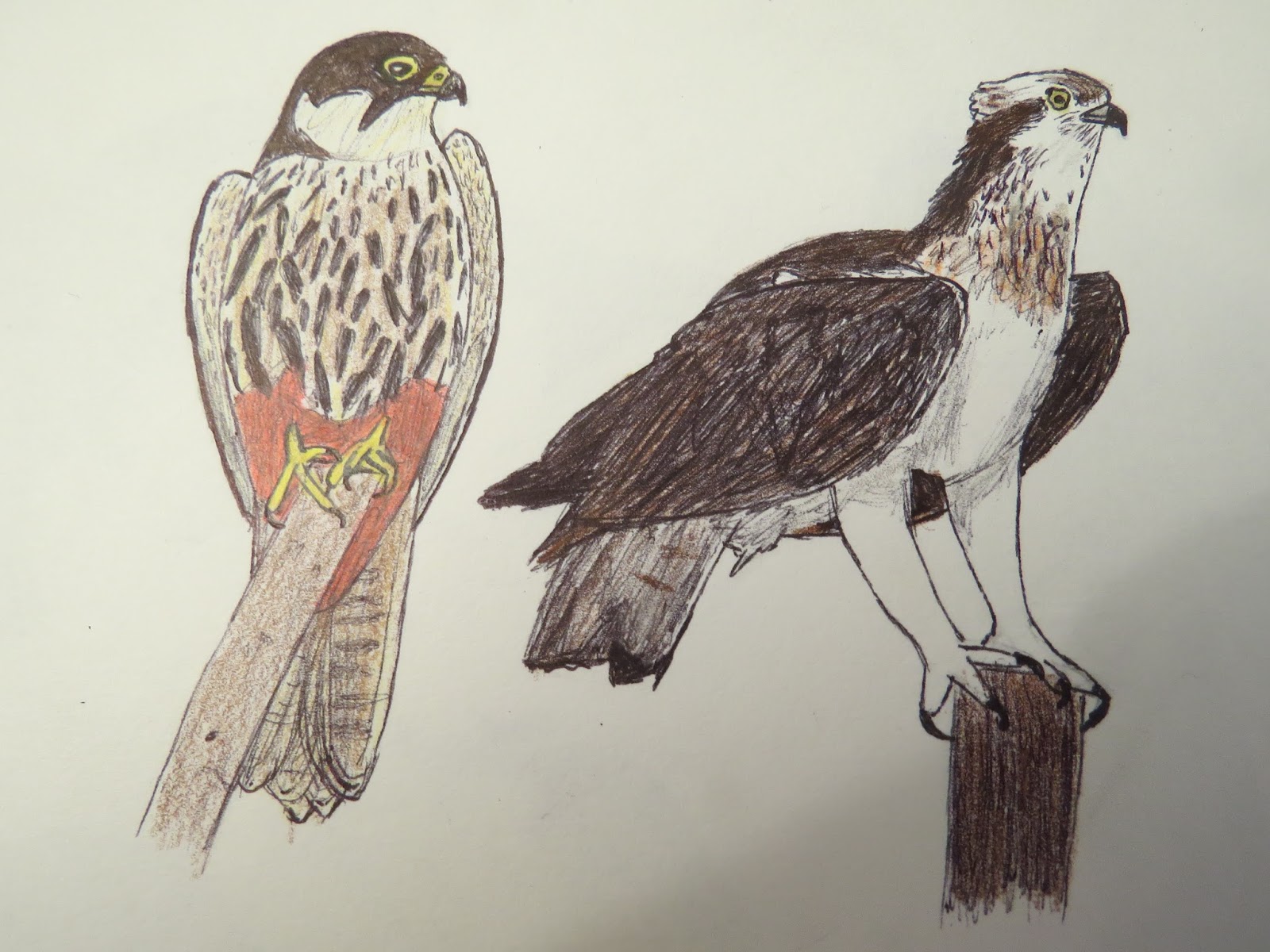 The Autistic Naturalist: How To Draw: Birds of Prey