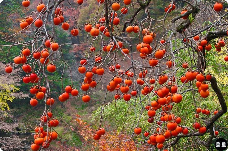 Um jardim para cuidar: A beleza dos dióspiros..