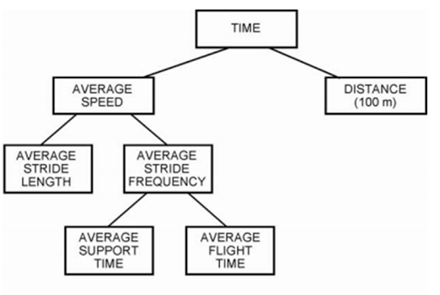 Biomechanics: A Deterministic Model for Running