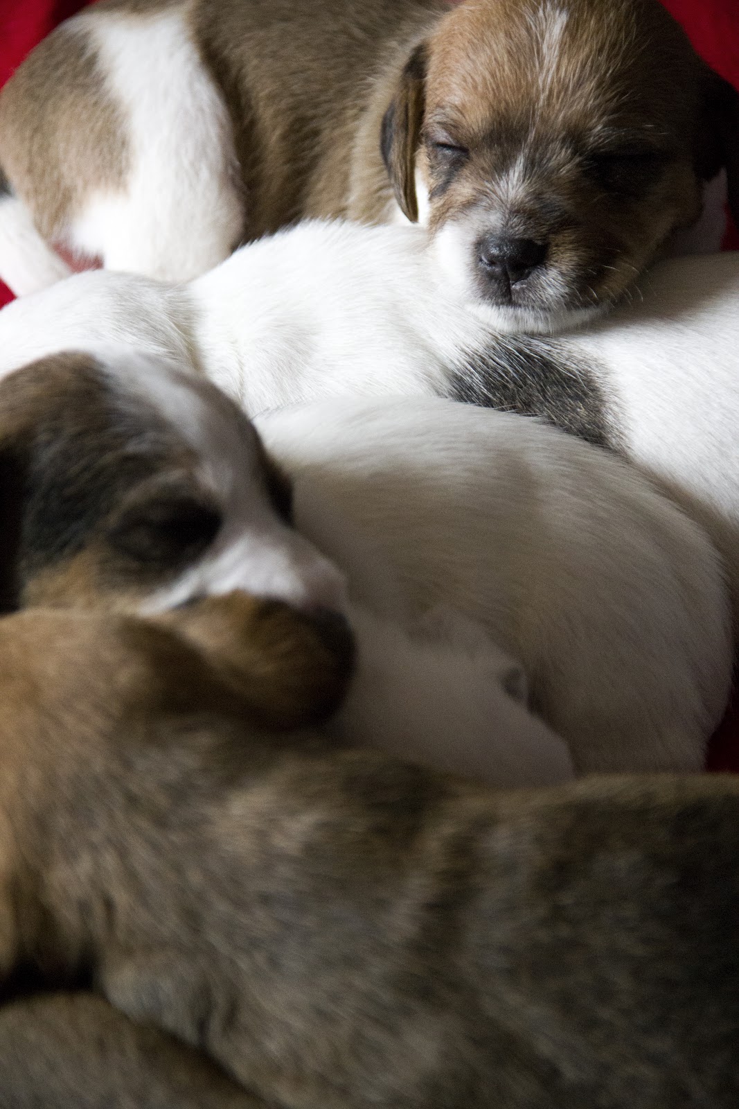 Loren McFarlane Photography: Susan Borthwick's Daxijack puppies...