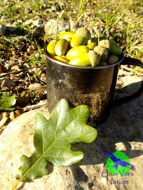 Unis Vers Nature: Le fruit d'automne par excellence: Le gland