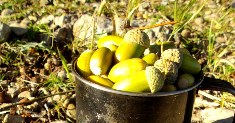 Unis Vers Nature: Le fruit d'automne par excellence: Le gland