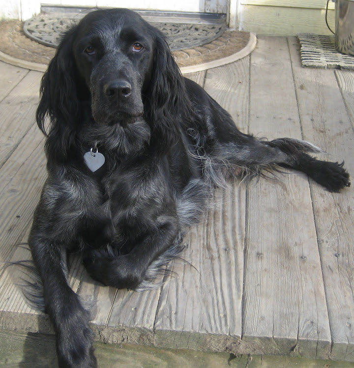 SweetWater Blue Picardies: Why A Blue Picardy Spaniel?