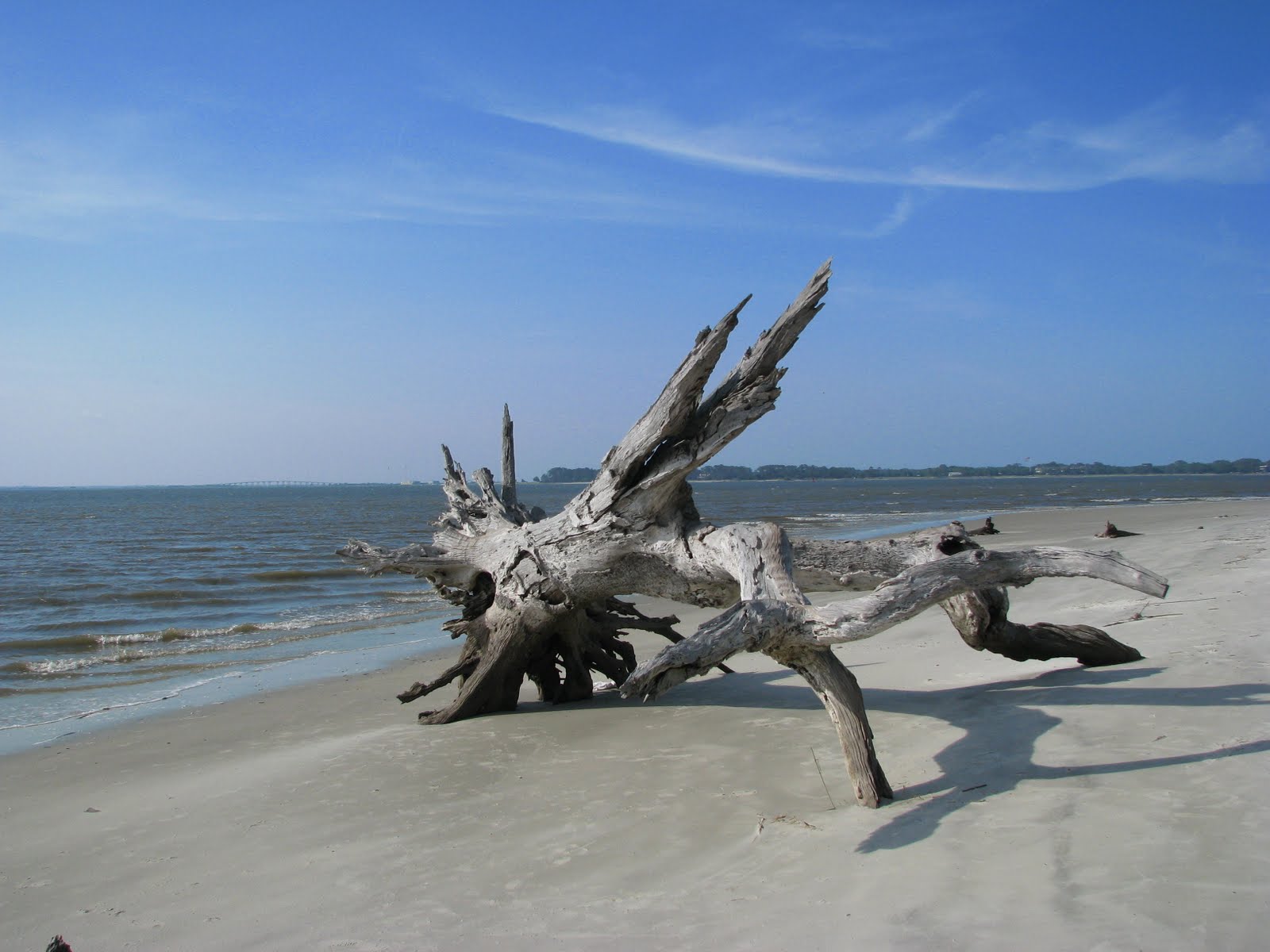 PL Fallin Photography: Driftwood Beach, Jekyll Island