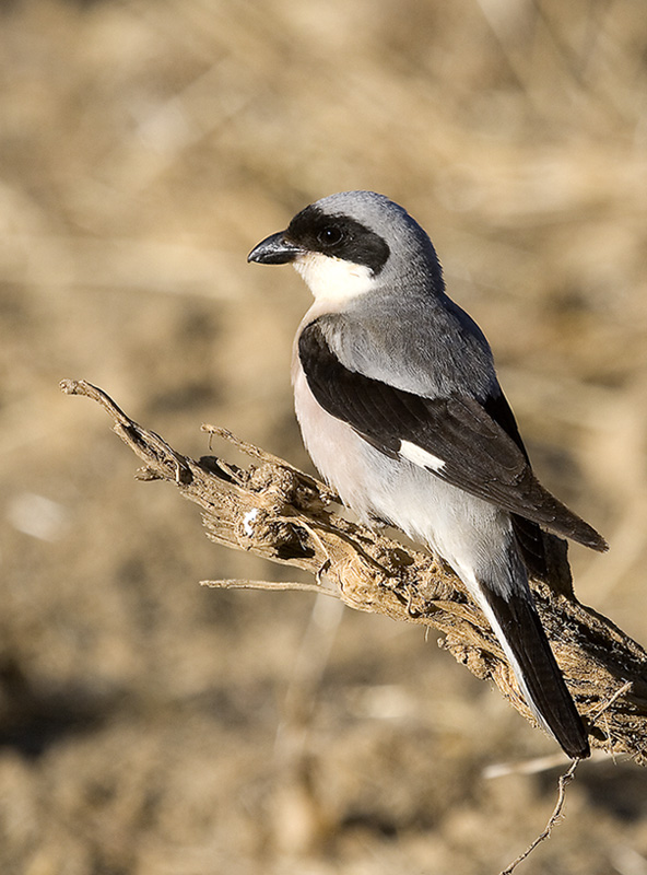 MARIGUARI: ALCAUDÓN CHICO (Lanius minor)