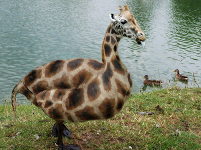Just An E: Giraffe duck