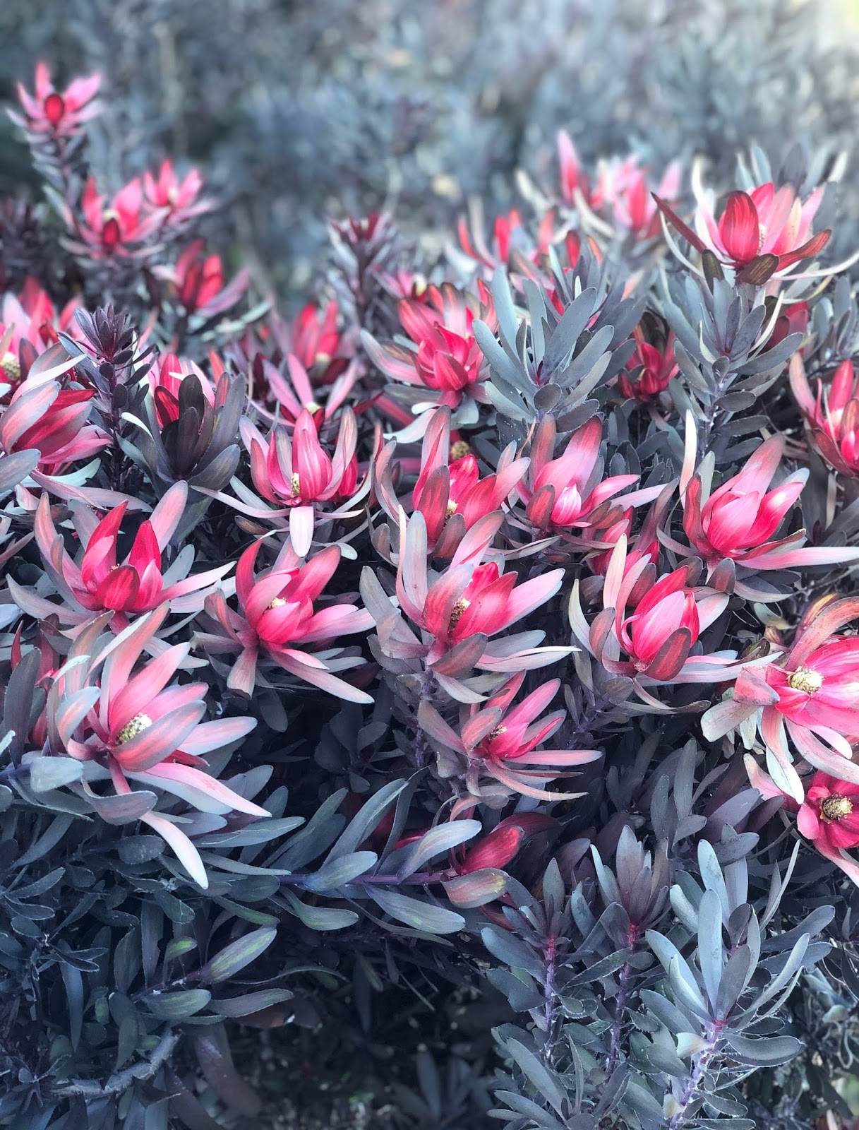 A Passion for Flowers: In the Field: Leucadendron Ebony