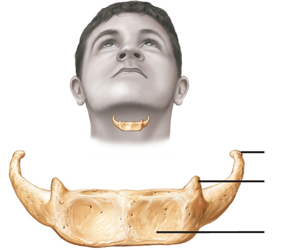 medical scene writer: Strangulation—How it Works