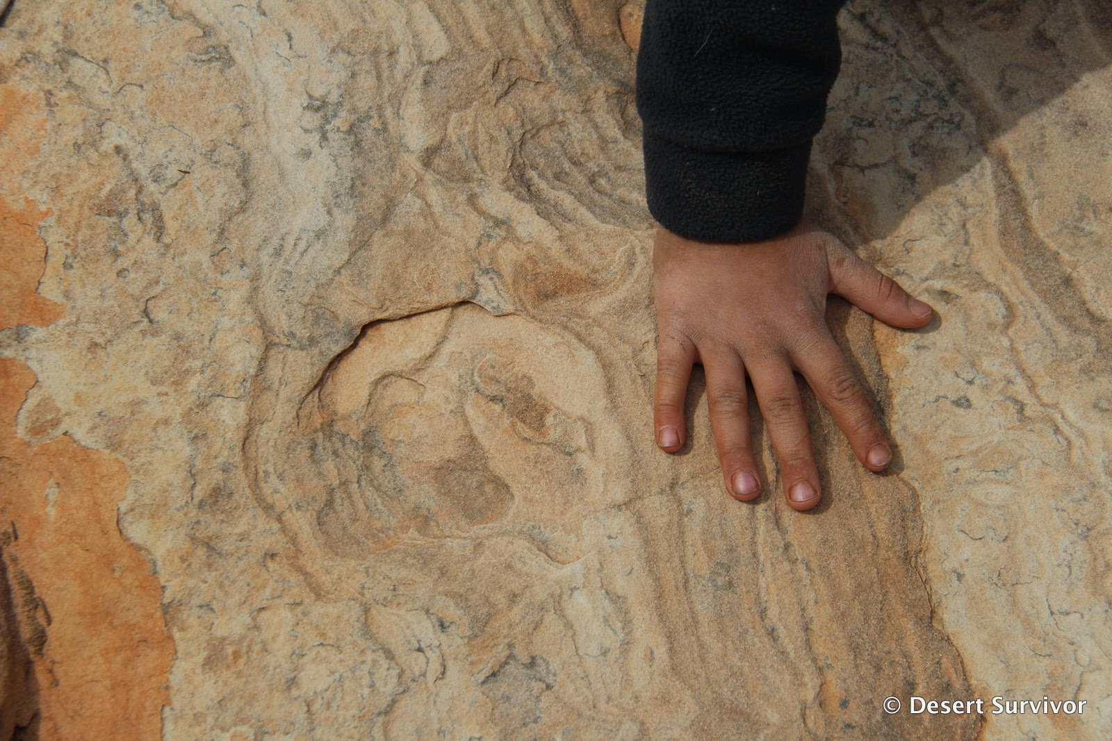Desert Survivor: Moccasin Mountain Dinosaur Trackway near Kanab, Utah