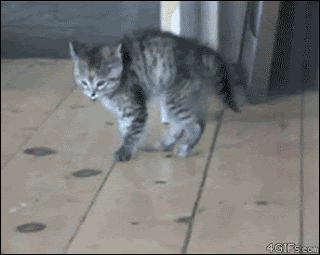 Here's 24 Cute Funny Excited Cats Having Fun and Going Crazy - Purrfect ...
