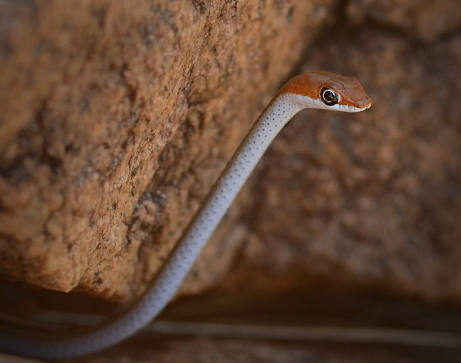 Elsen Karstad's 'Pic-A-Day Kenya': Speckled Sand Snake- Meru Park, Kenya