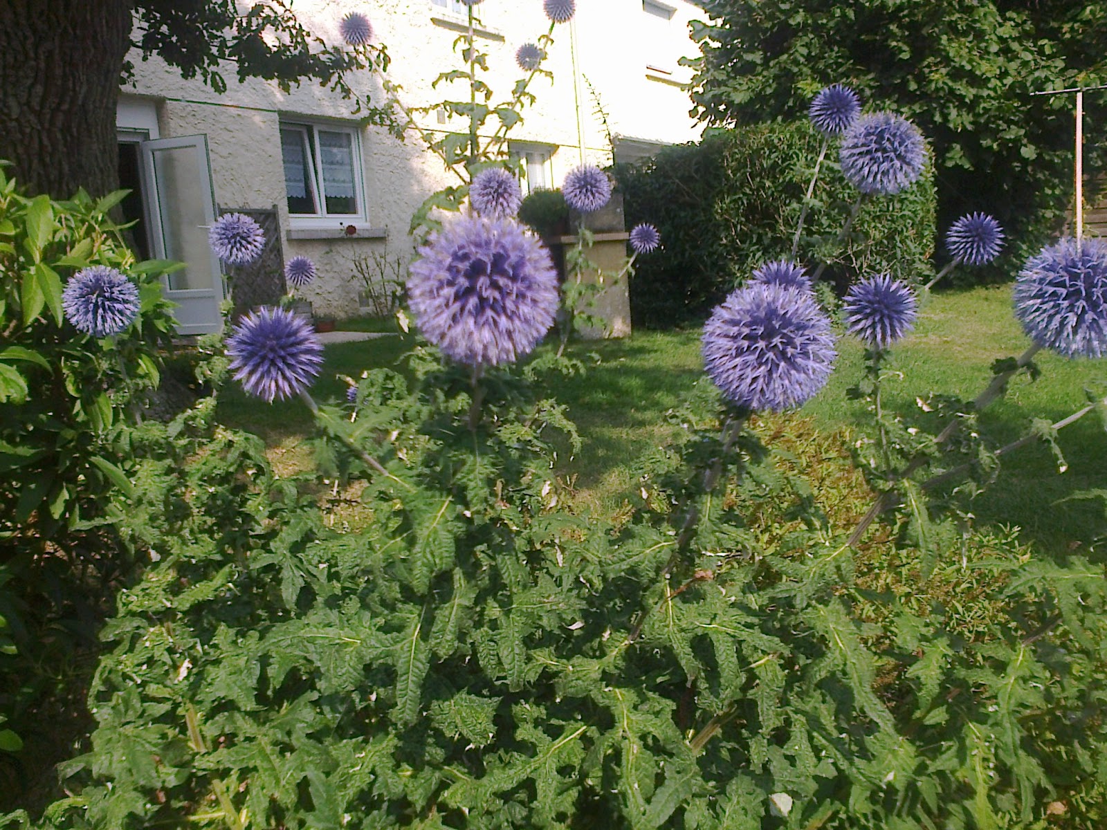 Fleuriste Isabelle Feuvrier: l'échinops ritro ou chardon bleu boule azurée