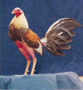 De Cuba y de los gallos de pelea: Los gallos de pelea según su color