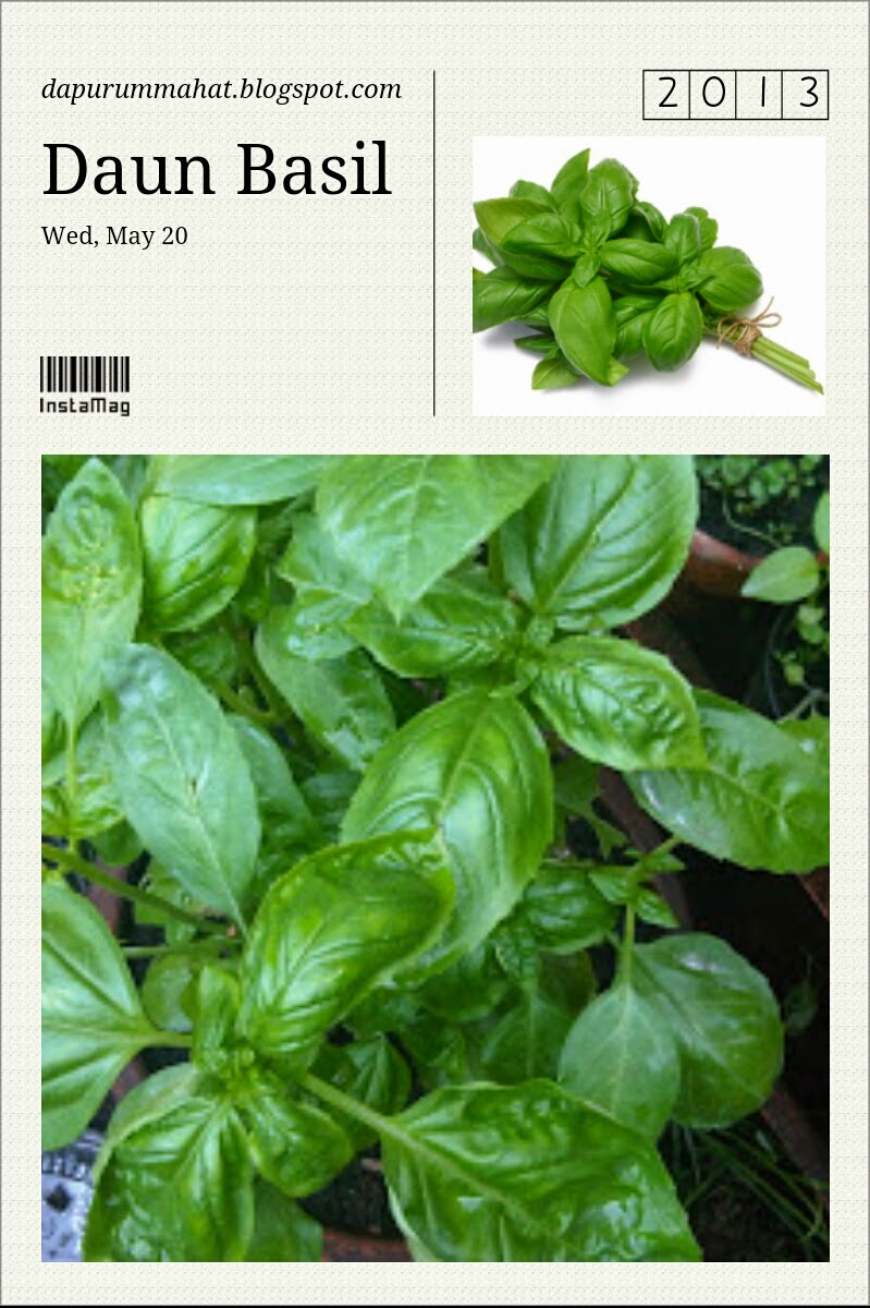 DaPuR UmMaHaT: MENGENAL BUMBU DAPUR (DAUN BASIL)