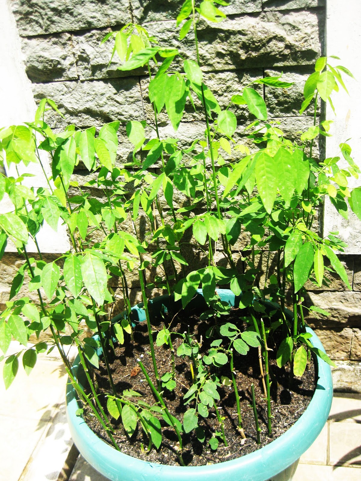 renvilia*: Sayur Daun Katuk