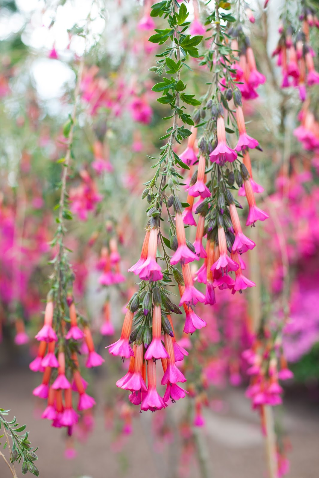 KAILEY J. FLYNN PHOTOGRAPHY