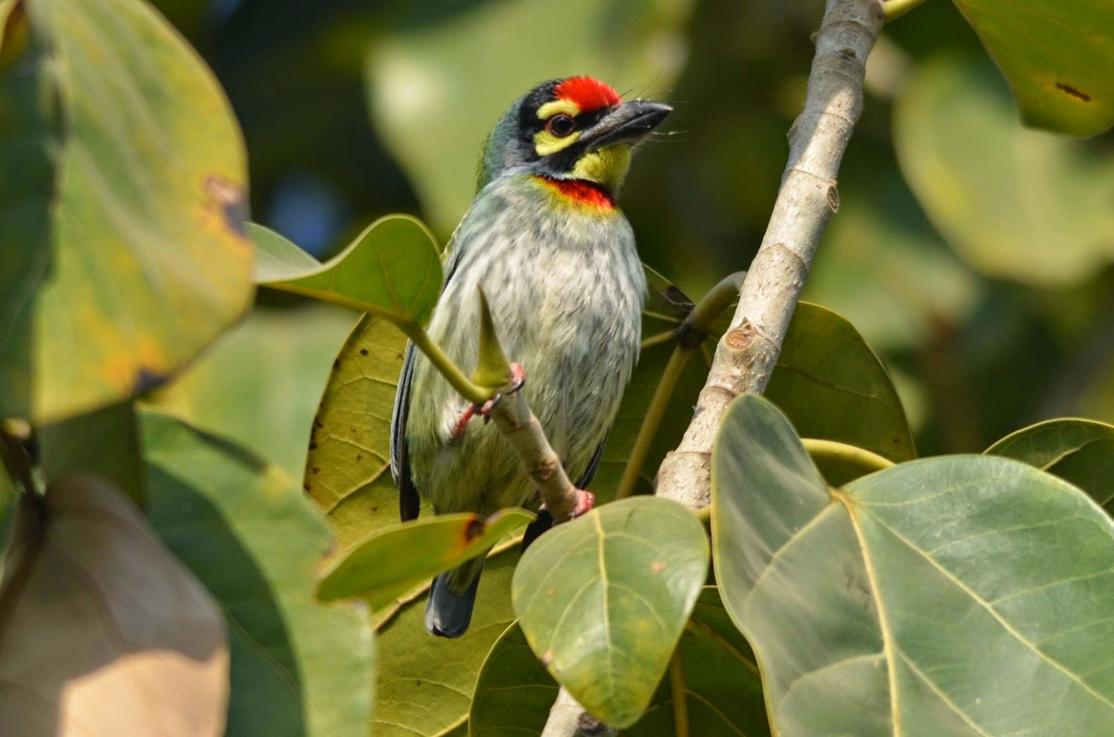 Coppersmith Barbet