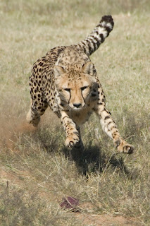 Cheetah News: Why are predators important?