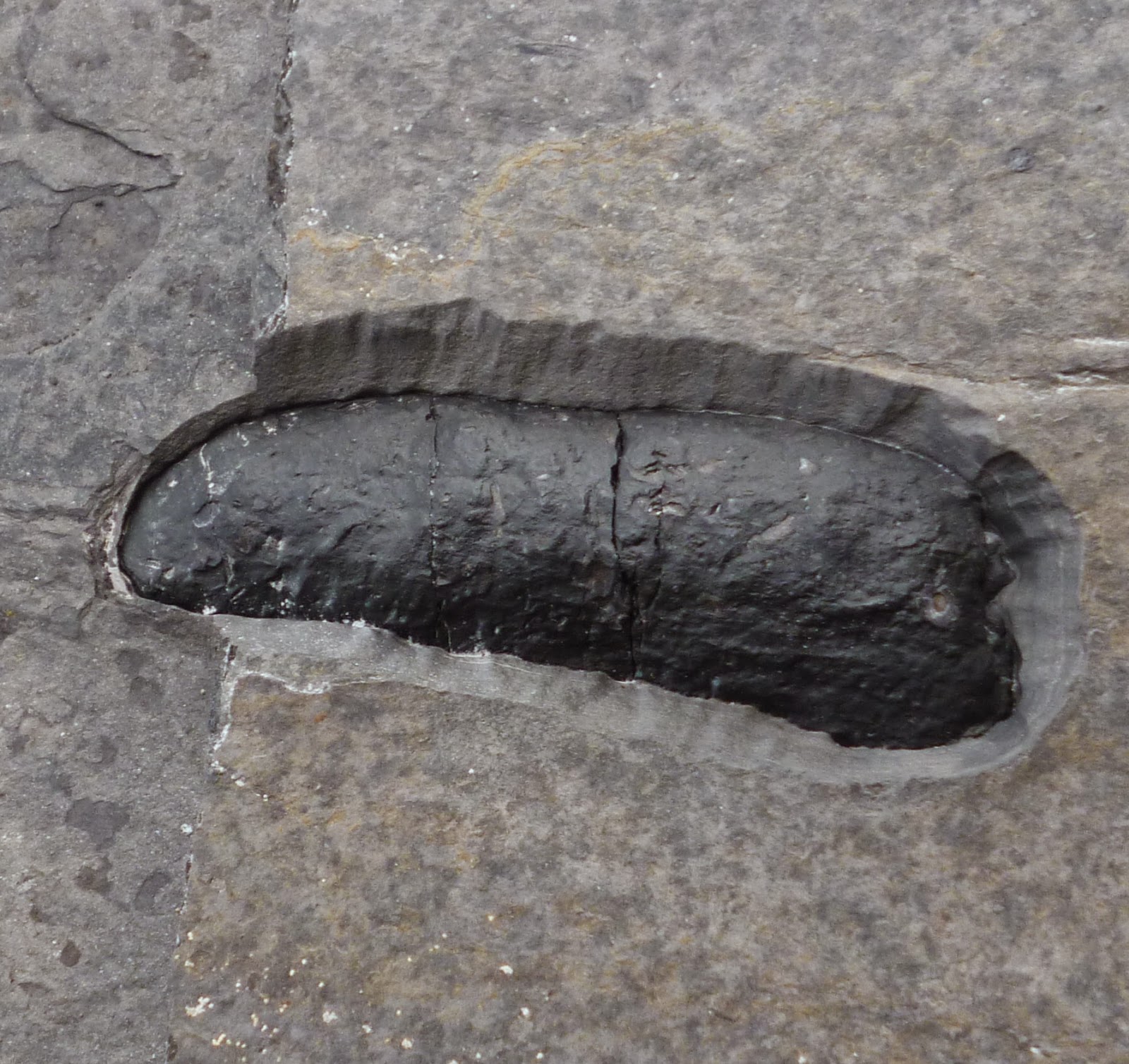 Petit carnet paléo: Petit poisson et gros caca...