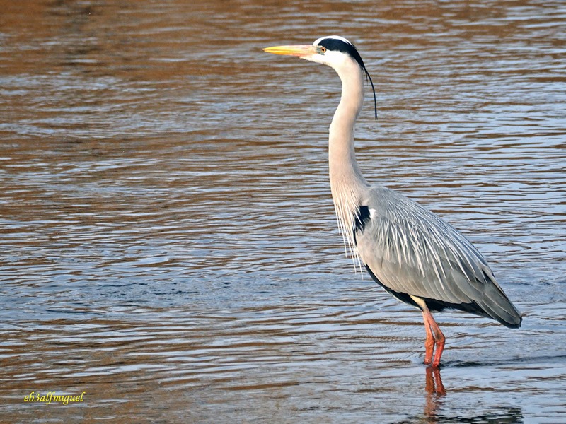 MIS AMIGAS LAS AVES: Garza real (Ardea cinerea
