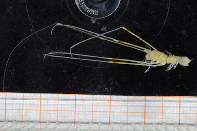 Real Monstrosities: Munnopsis