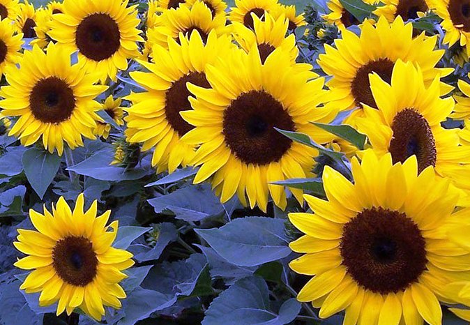 National Flower of Ukraine