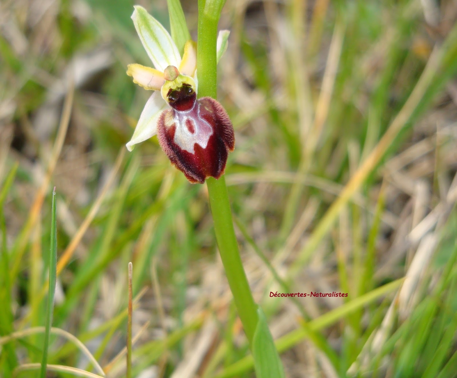 Découvertes Naturalistes: Orchidées sauvages