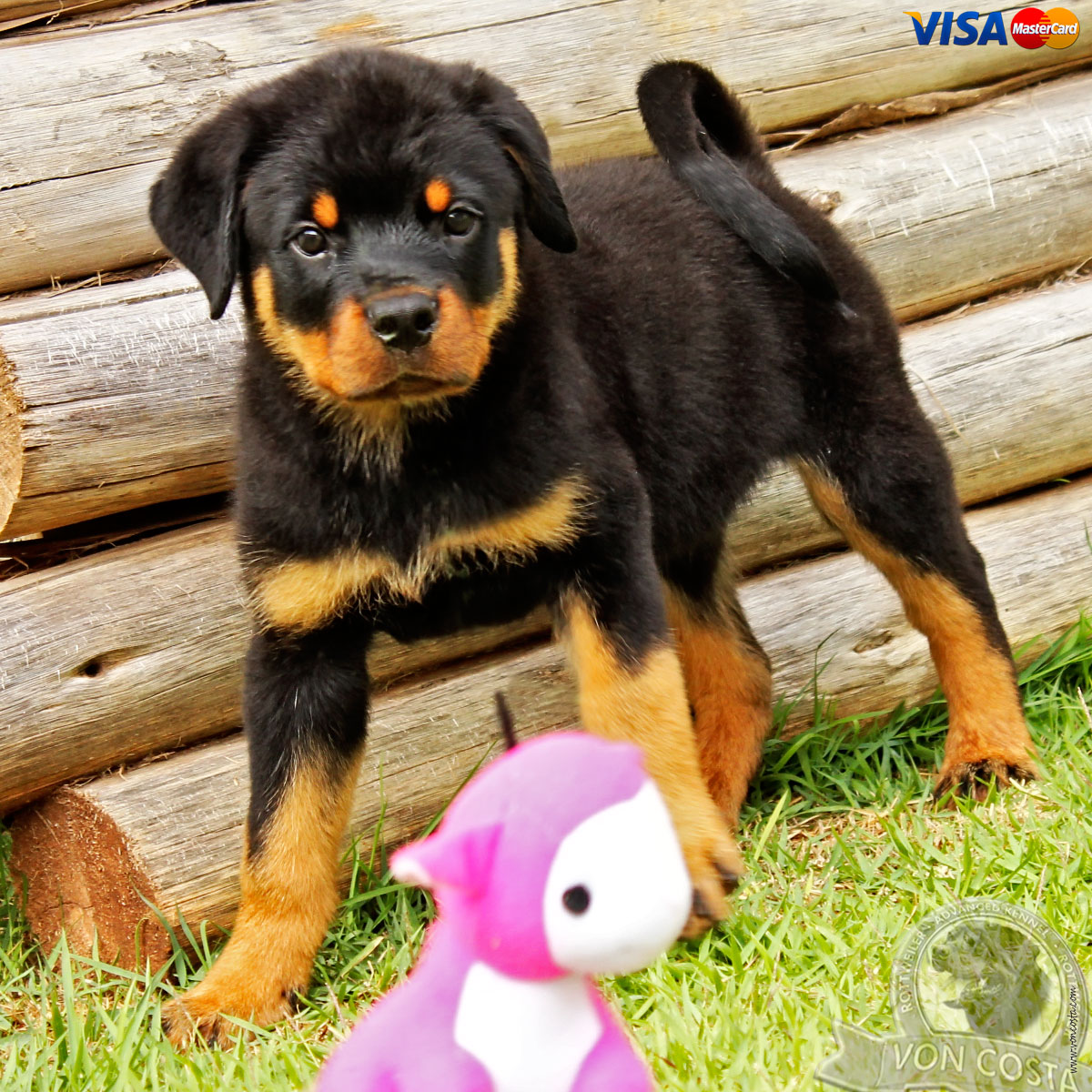 FILHOTE DE ROTTWEILER
