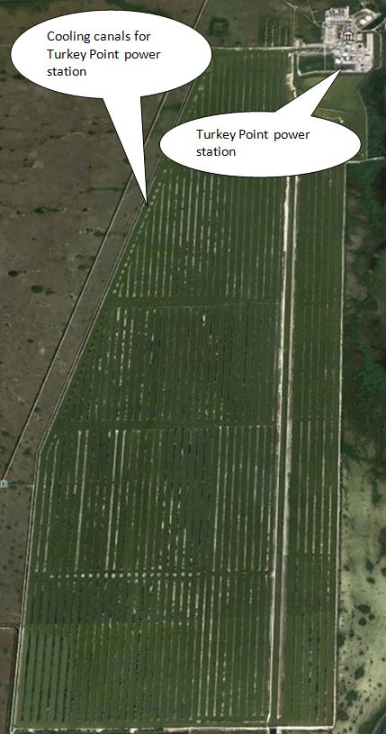 BIODIVERSIVIST: Turkey Point Power Station and its Ecosystem