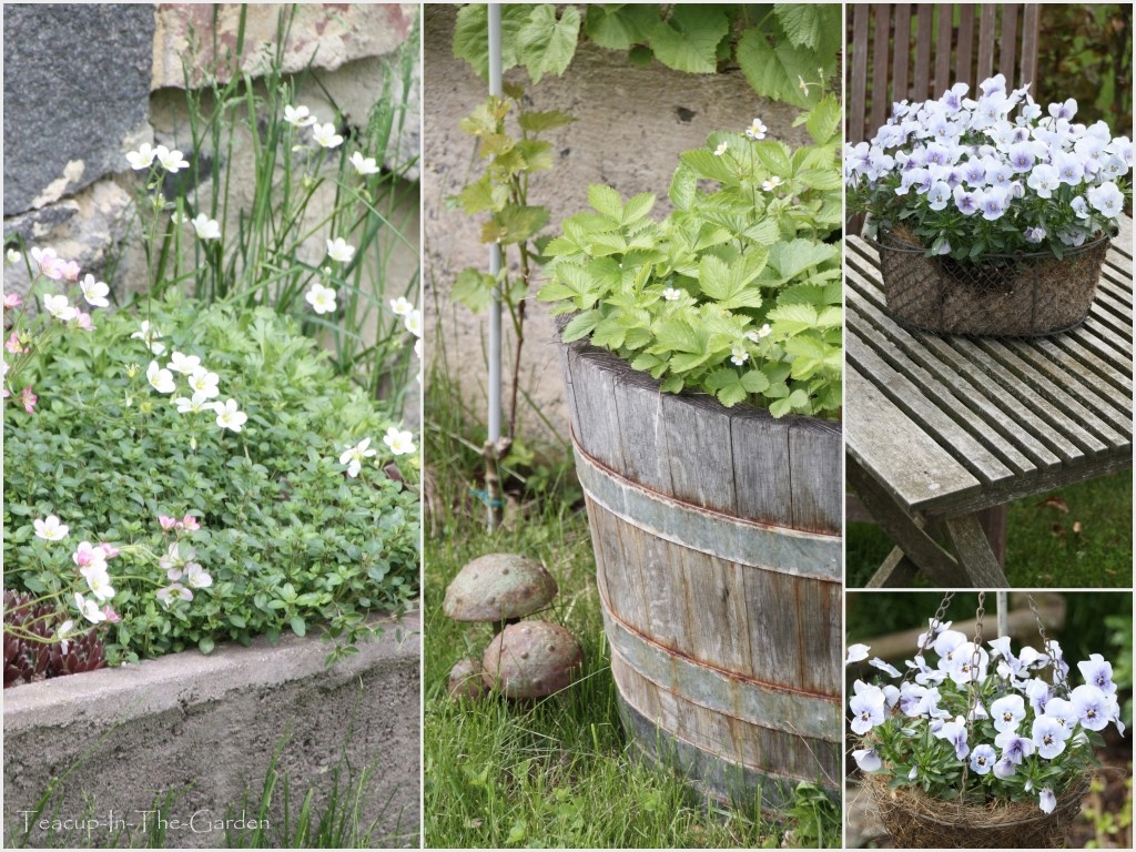 Teacup-In-The-Garden: von töpfen