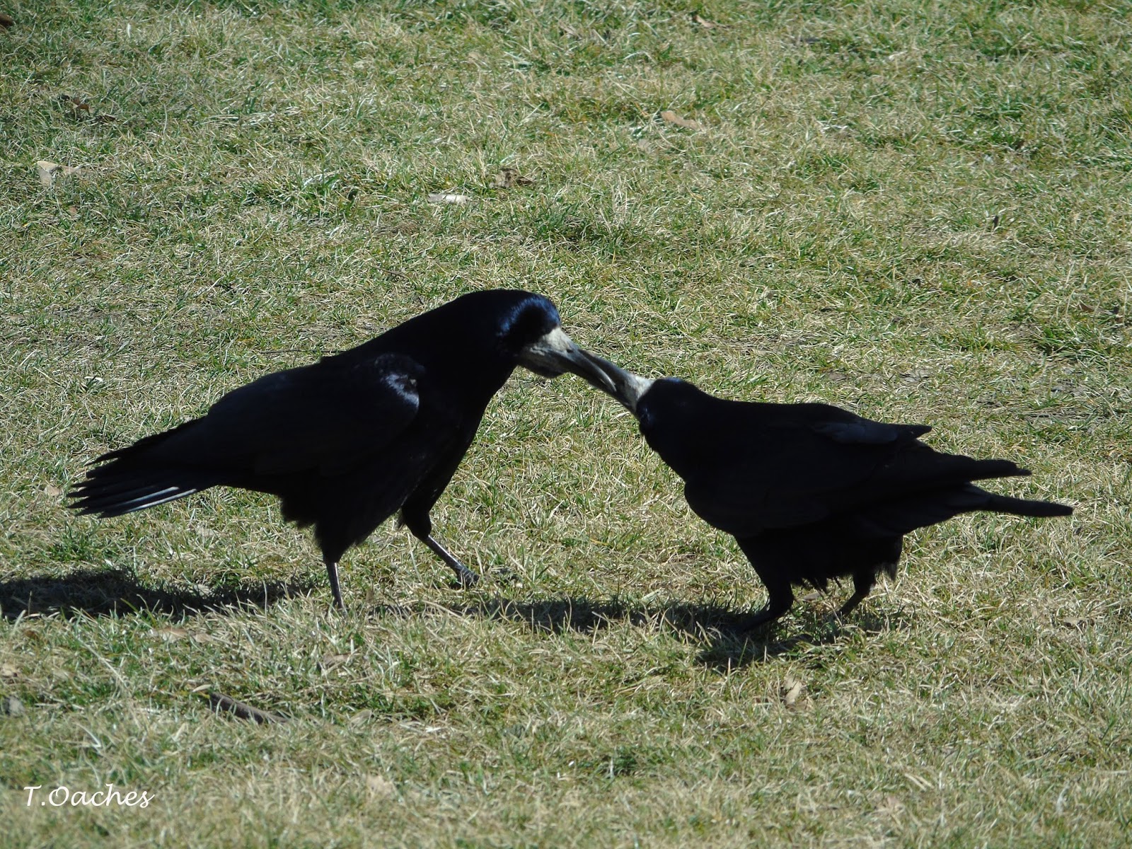 PASARI DIN ROMANIA: CIOARA DE SEMANATURA, Corvus frugilegus