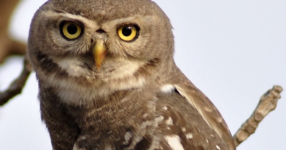 BARRY the BIRDER: World most unusual and endangered owl...