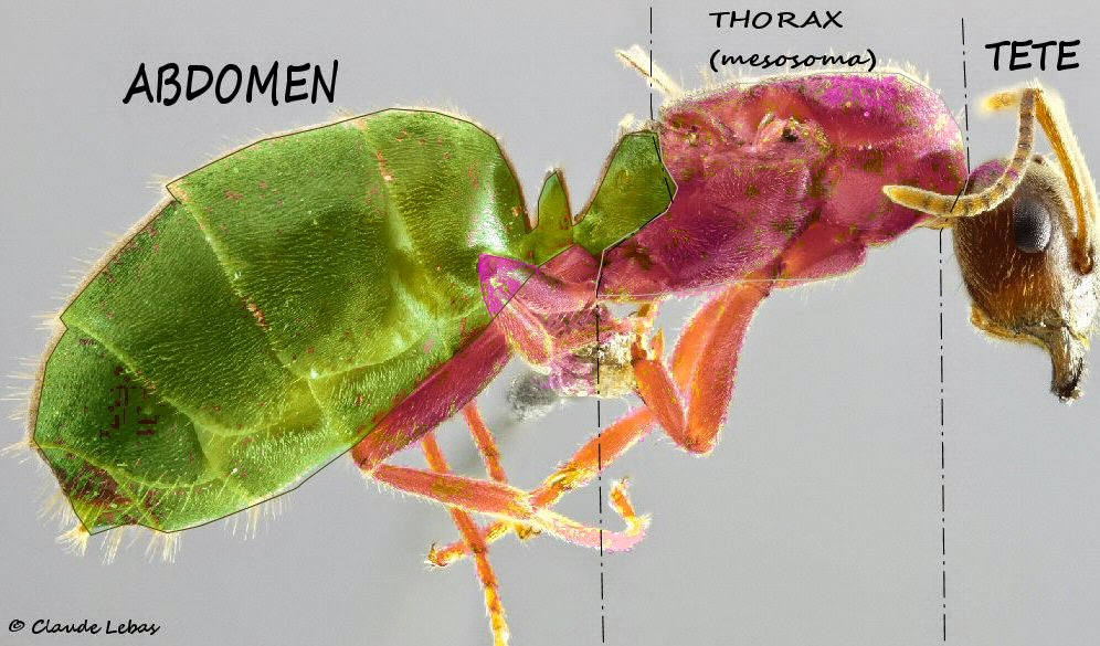 anatomie d'une fourmi: septembre 2008