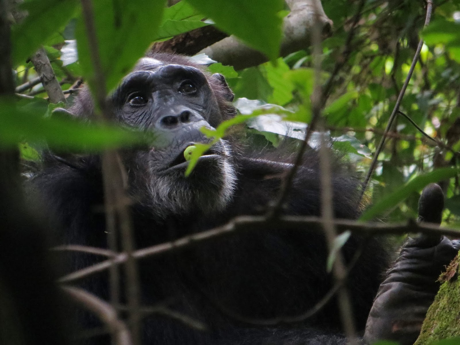 Monkey hunting | A2A Safaris