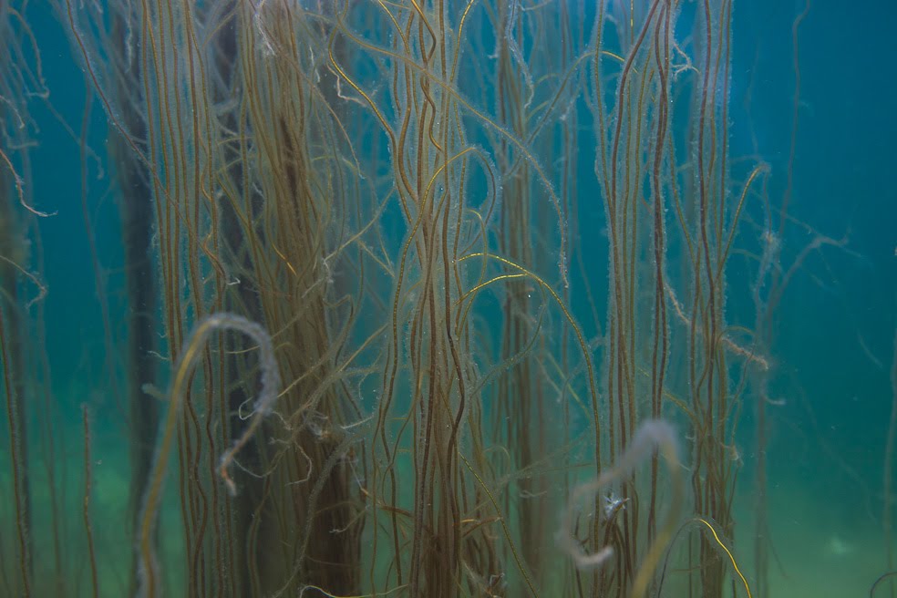 Mick's marine biology: A few seaweeds of Newfoundland (part 4)