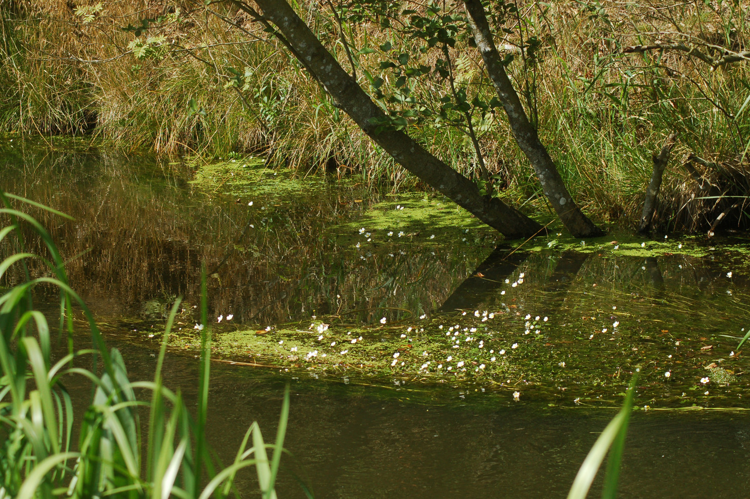 Thyra: Harrild Hede, The Jutland Heath in August