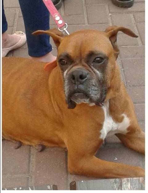 Adoptándonos: Lulú, adorable perra Boxer en adopción responsable