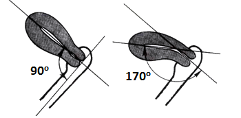 Human Anatomy: Female Internal-External Genital Organs (Lecture Notes)