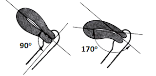 Human Anatomy: Female Internal-External Genital Organs (Lecture Notes)