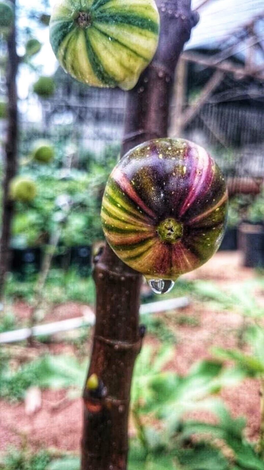 Bordissot Negra Rimada / BNR Fig - Var Tin