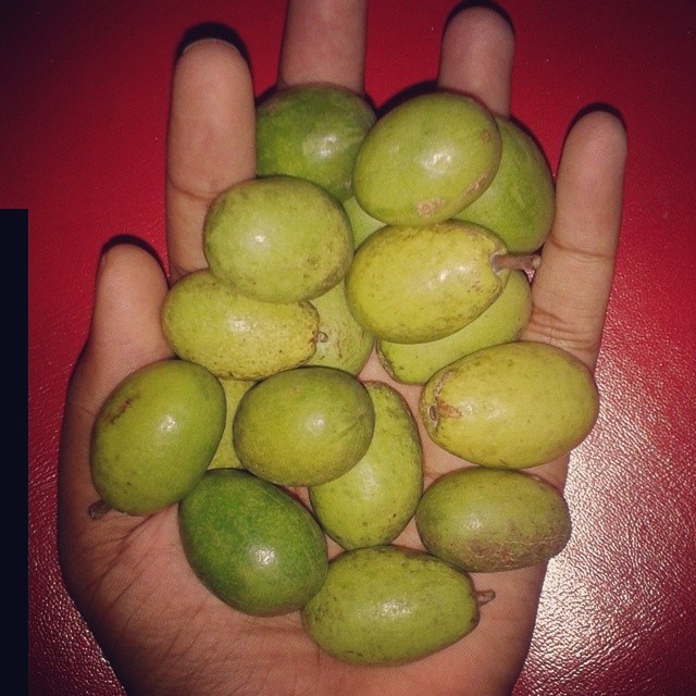 අත්තම්මාගේ අත්බෙහෙත්: වෙරළු (Ceylon Olives / Elaeocarpus serratus)
