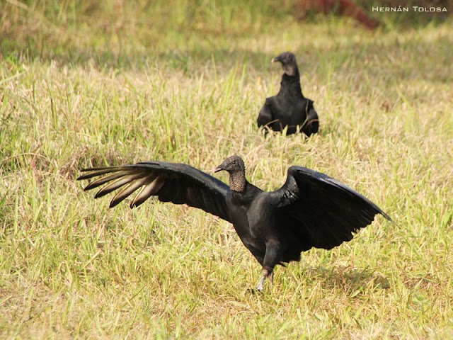 Aves de Argentina: Jote cabeza negra (Coragyps atratus)