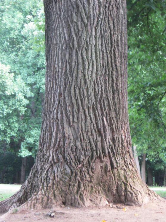 Future Plants by Randy Stewart: Liriodendron - Tulip Tree