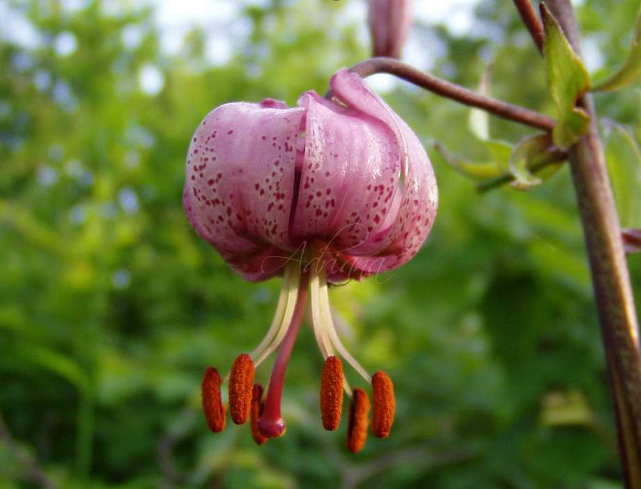 AdrianaFlora: august 2016