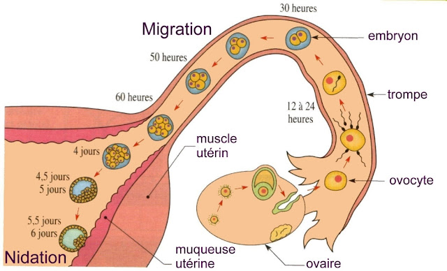 Tout sur la fécondation