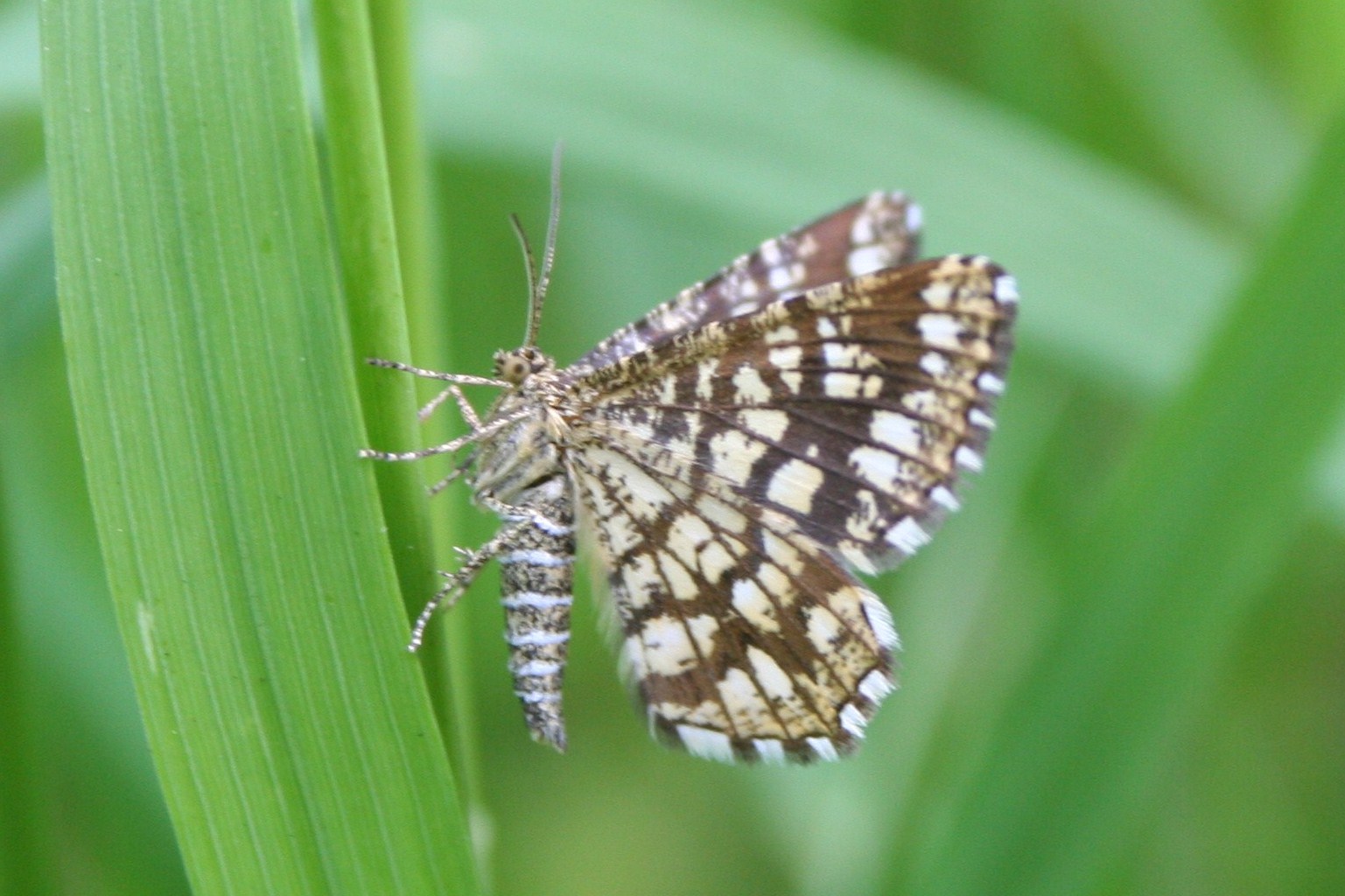 Valley Naturalist: Object of derision