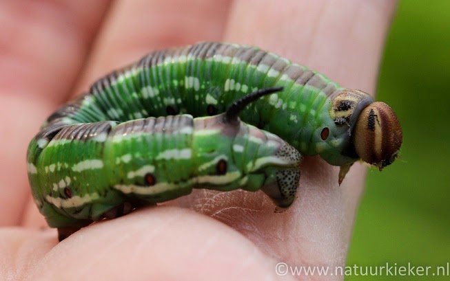 Rupsen en geen rupsen