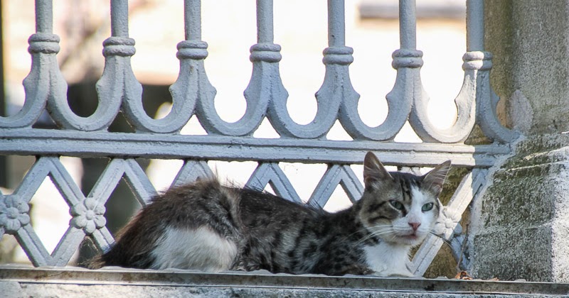 carola bARTz: Istanbul Kedisi - Cats of Istanbul